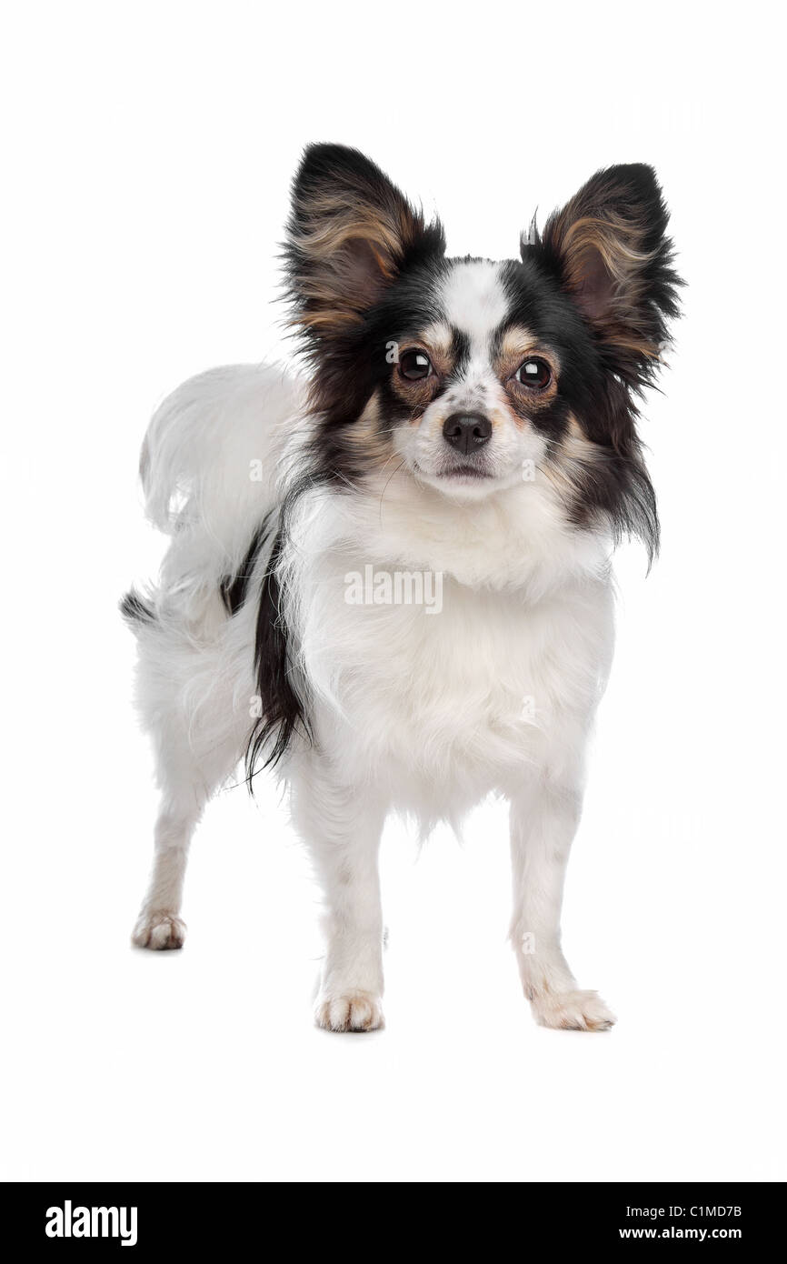 Papillon hi-res stock photography and images - Alamy