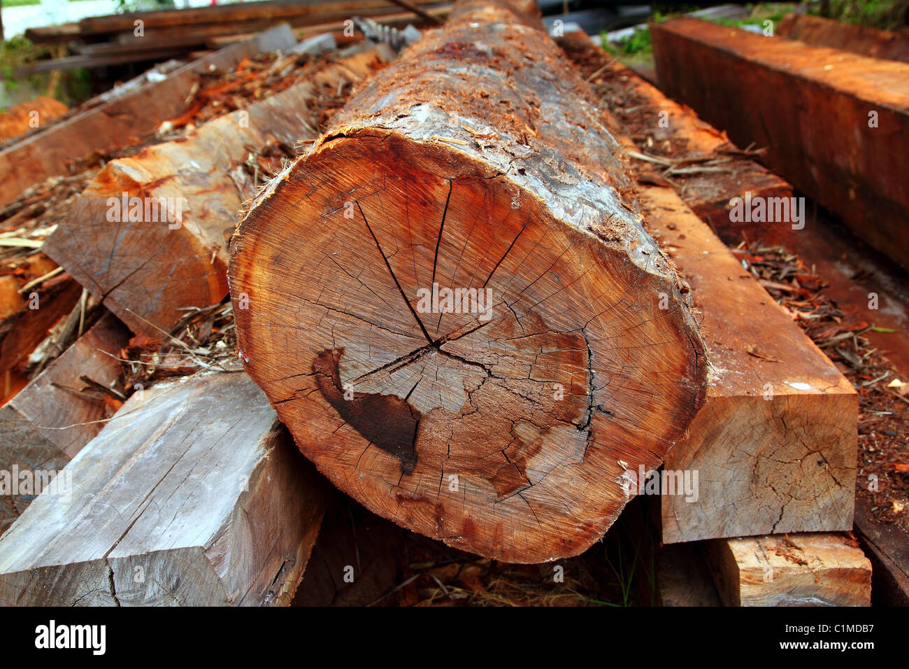 tropical wood trunks from rain forest jungle latin america Stock Photo ...