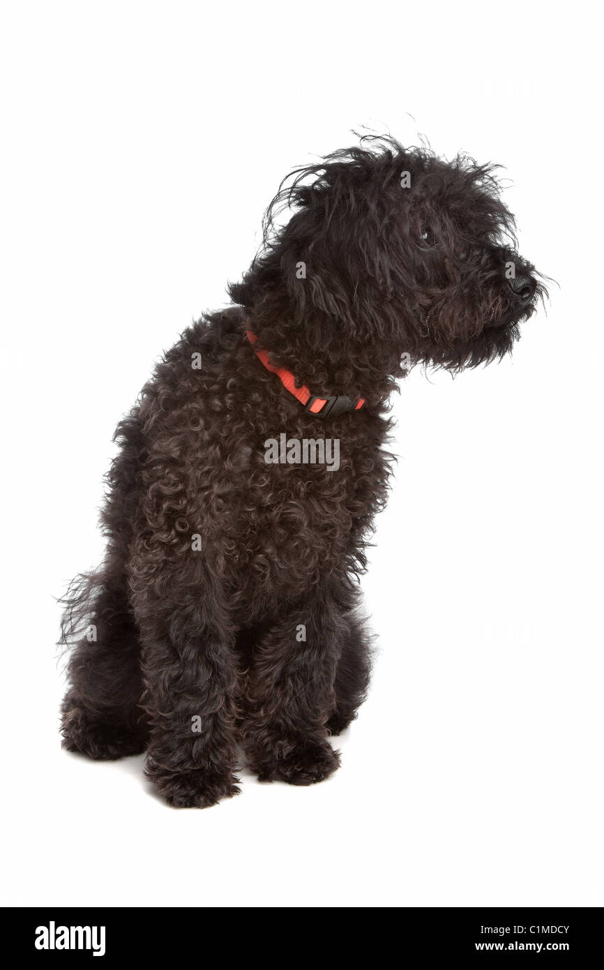 Labradoodle in front of a white background Stock Photo - Alamy