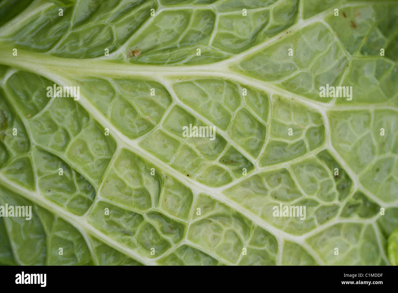 Detail view of a portuguese cabbage on the farmer's field Stock Photo ...