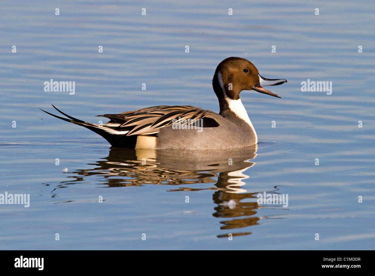 Pintail Duck