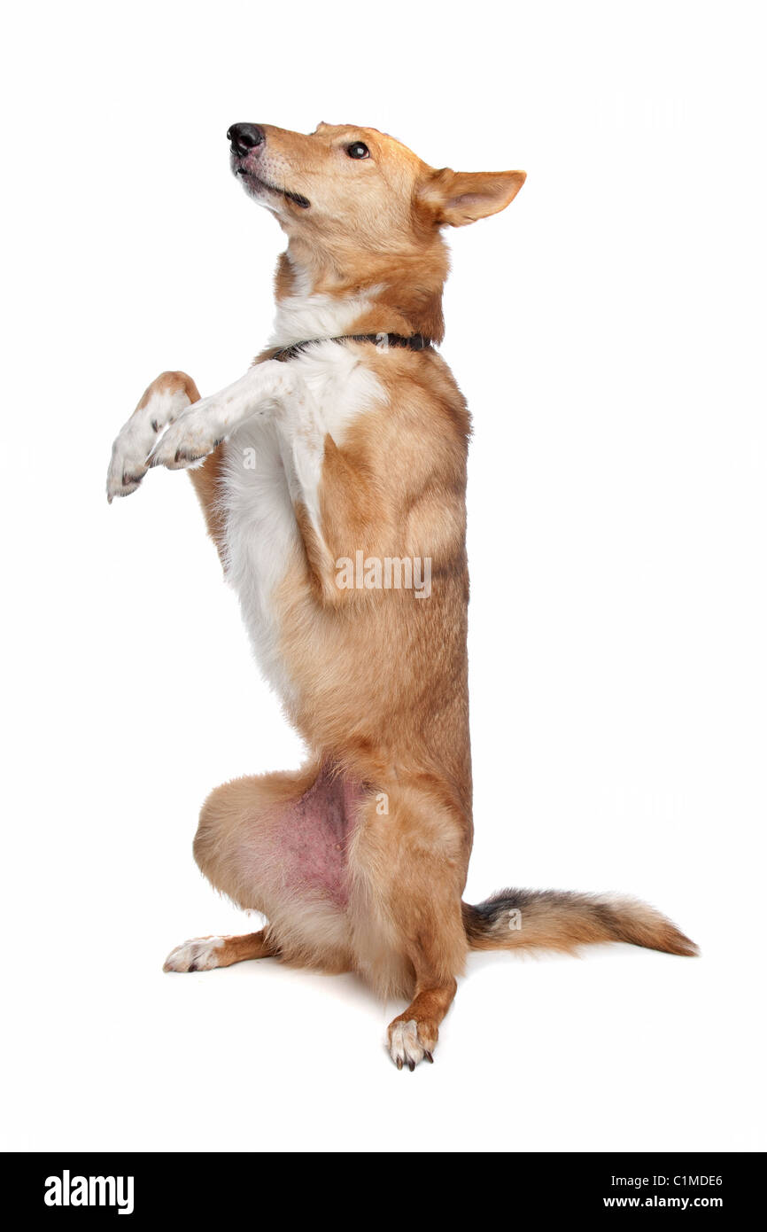 mixed breed dog, half collie, in front of a white background Stock ...