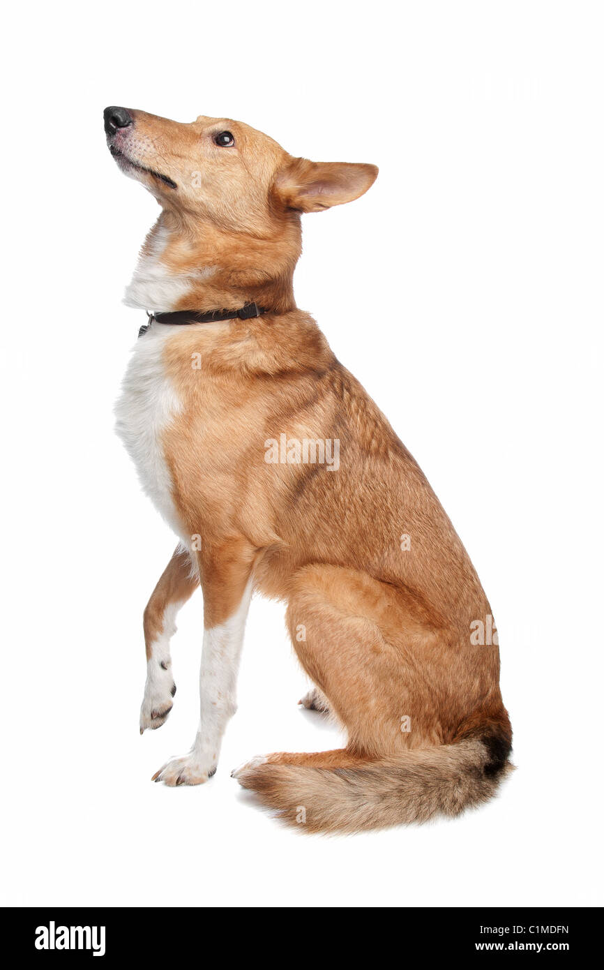 mixed breed dog, half collie, in front of a white background Stock ...