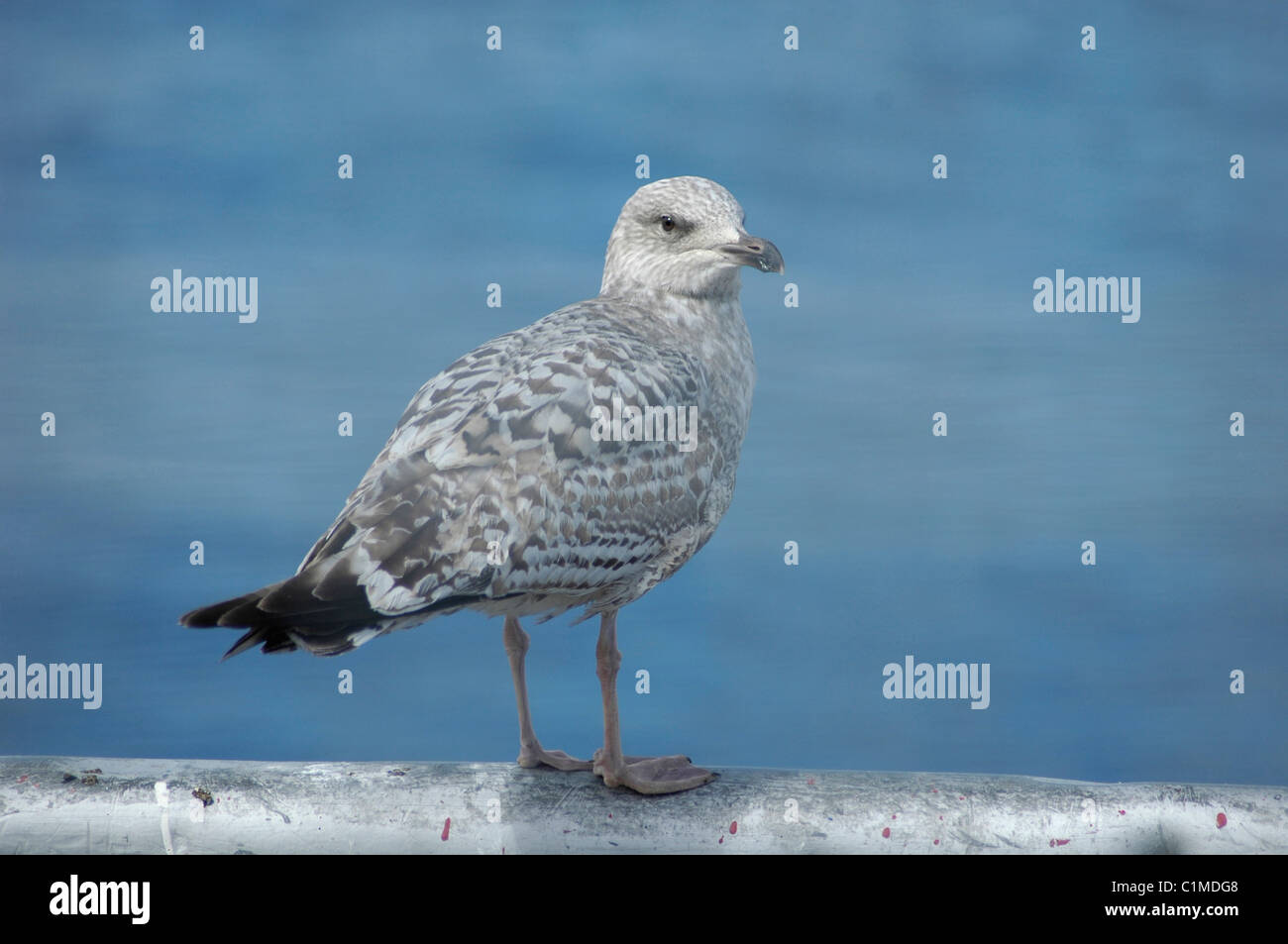 Norwegian gull on rail Stock Photo - Alamy