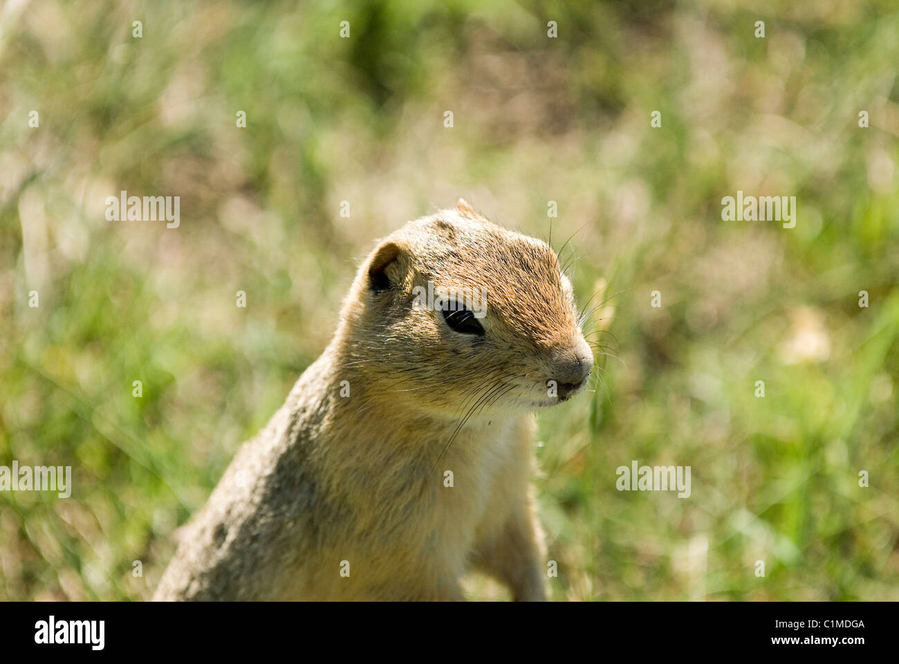 Gopher in the spring Stock Photo - Alamy