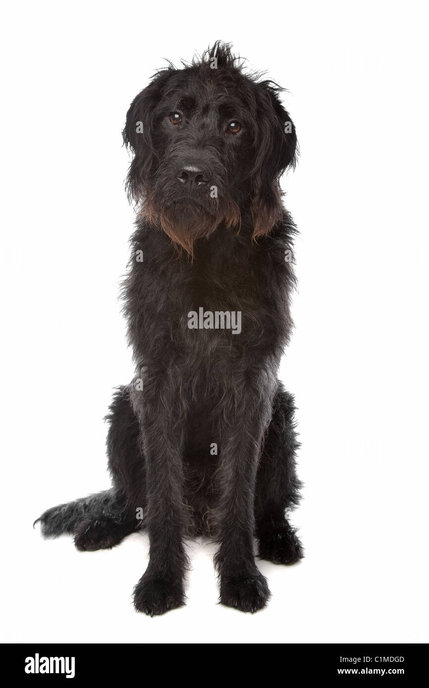 Labradoodle in front of a white background Stock Photo - Alamy