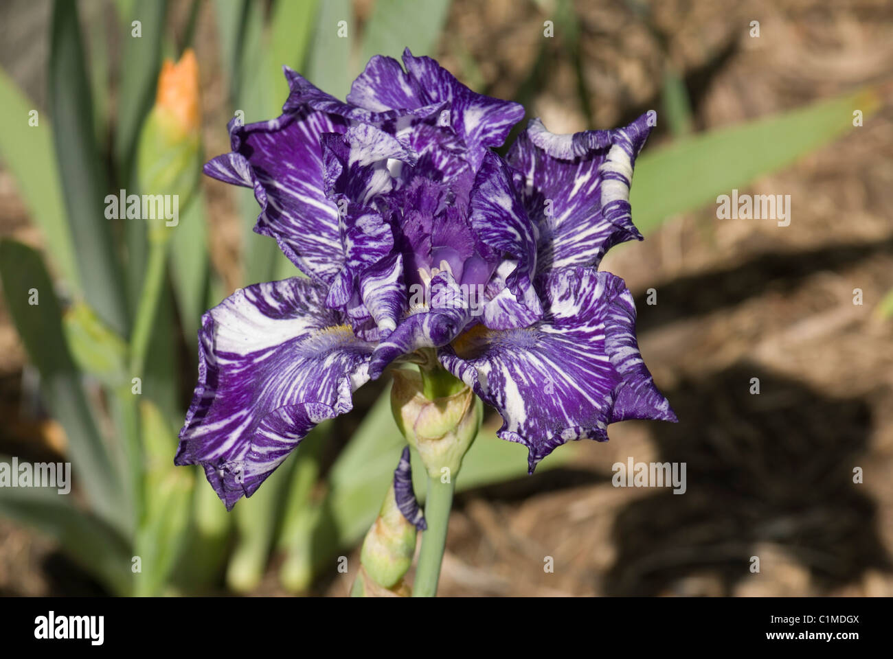 Iris loop the loop hi-res stock photography and images - Alamy