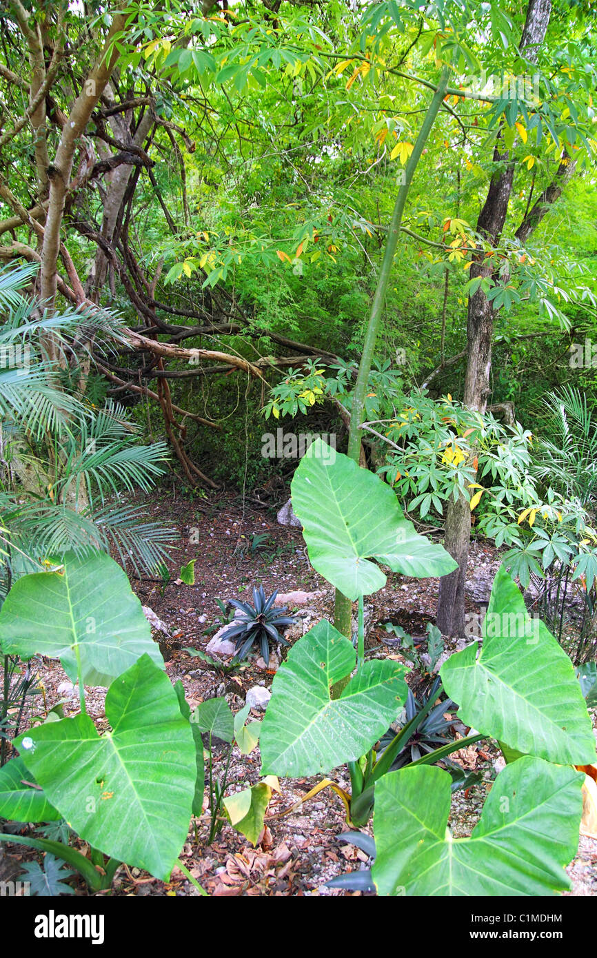 Jungle rainforest Yucatan Mexico Central America plants Stock Photo - Alamy