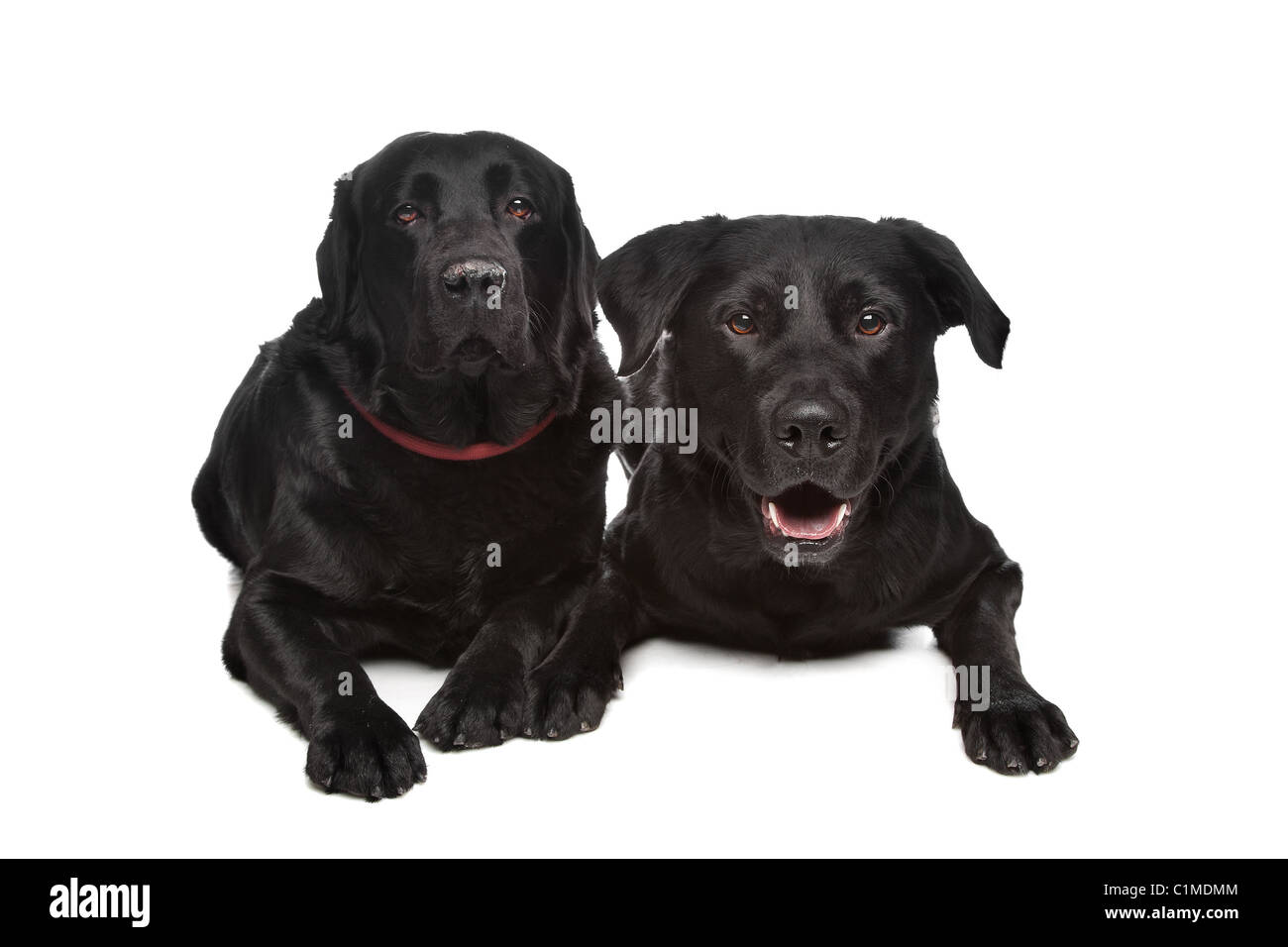 Labrador retriever in front of a white background Stock Photo - Alamy