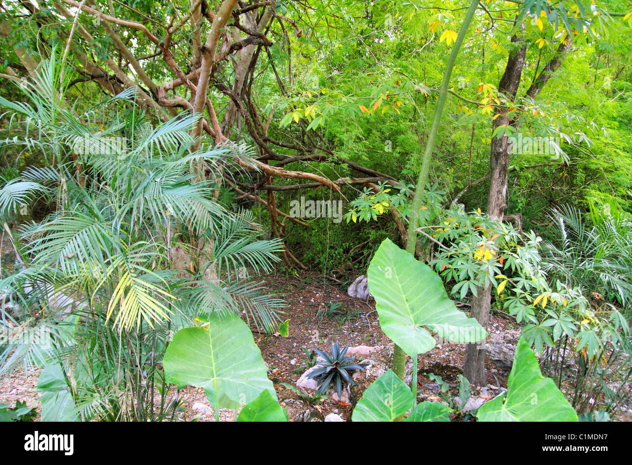 Jungle rainforest Yucatan Mexico Central America plants Stock Photo - Alamy