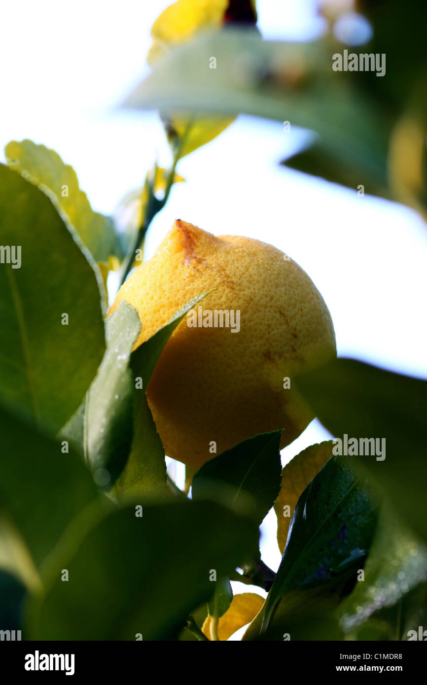 Lemon fruit hanging on the tree behind some leafs Stock Photo - Alamy