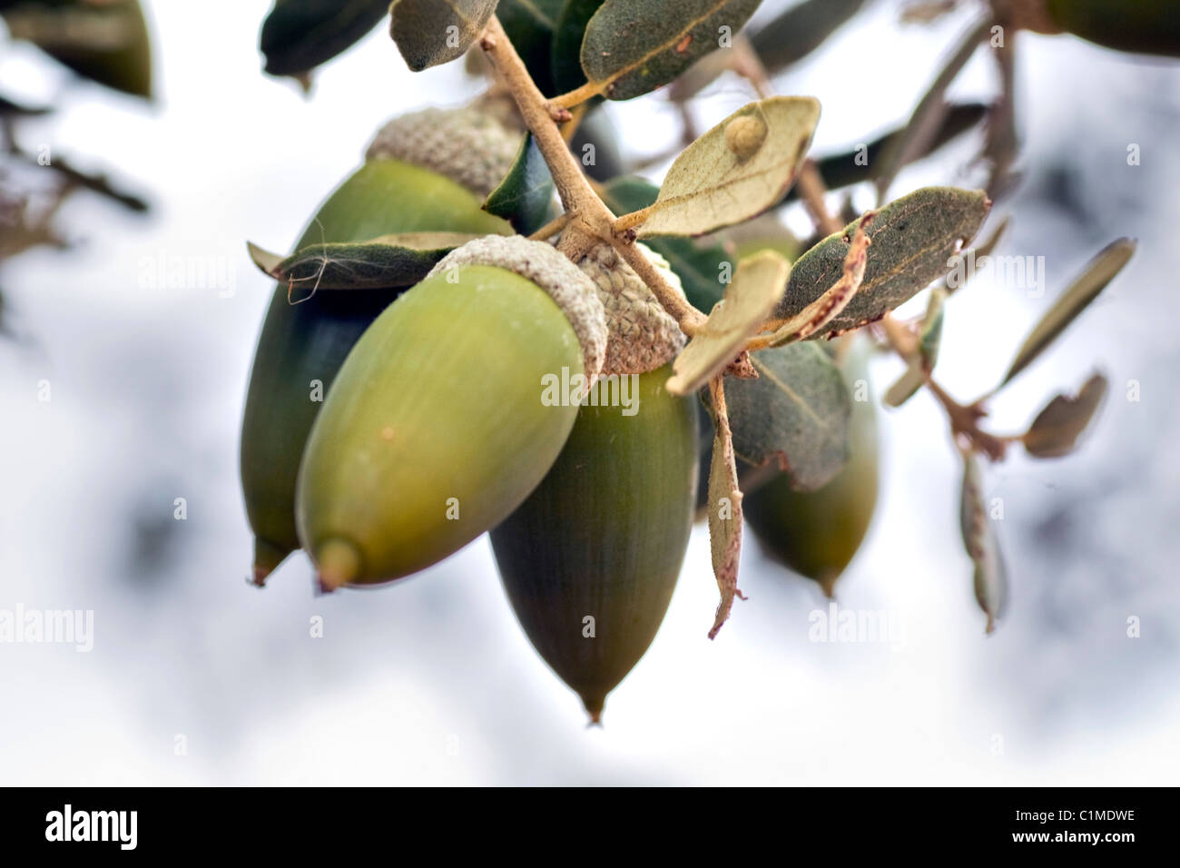 Quercus suber acorn hi-res stock photography and images - Alamy