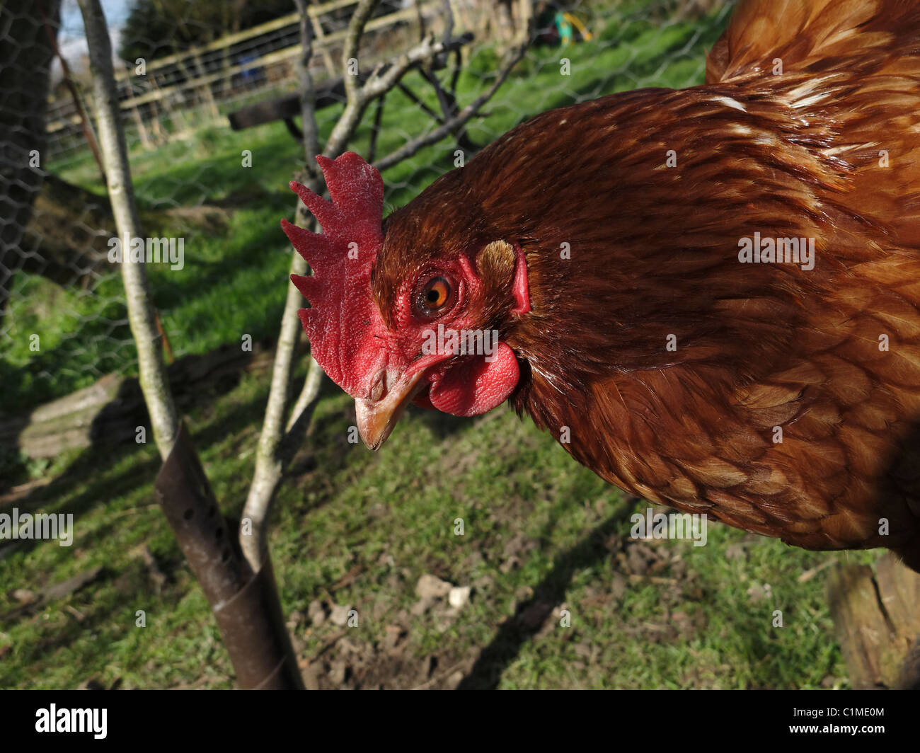 England hen bird hi-res stock photography and images - Alamy