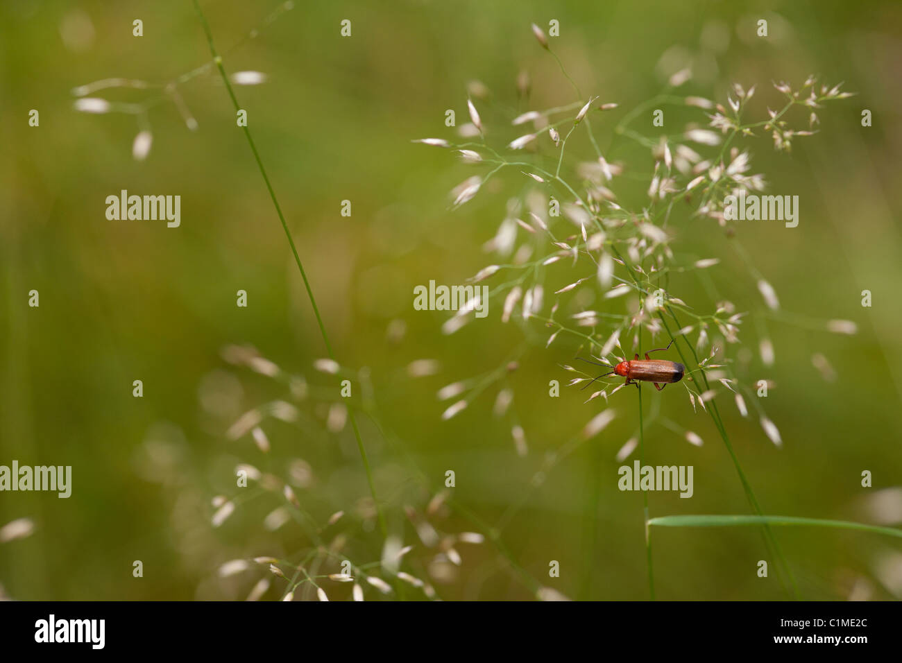 Welsh beetle hi-res stock photography and images - Alamy