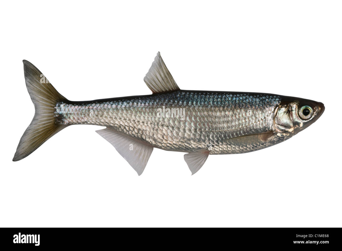 Freshwater fish foods hi-res stock photography and images - Alamy