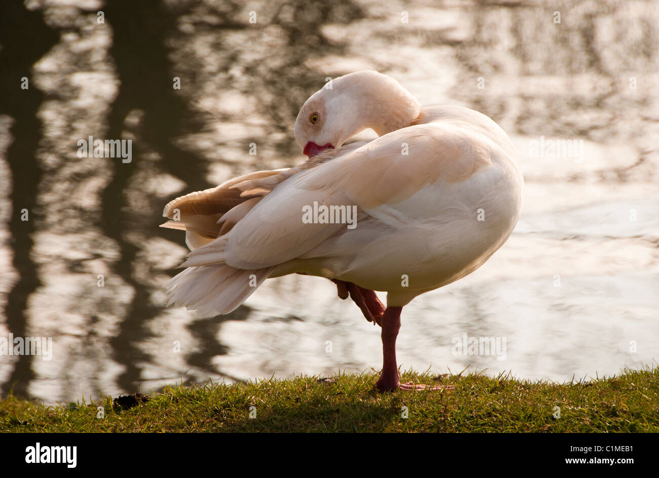 Balance bird hi-res stock photography and images - Alamy