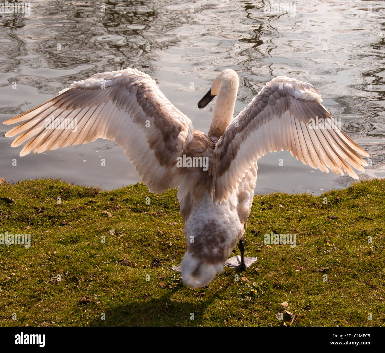 Swan signets hi-res stock photography and images - Alamy