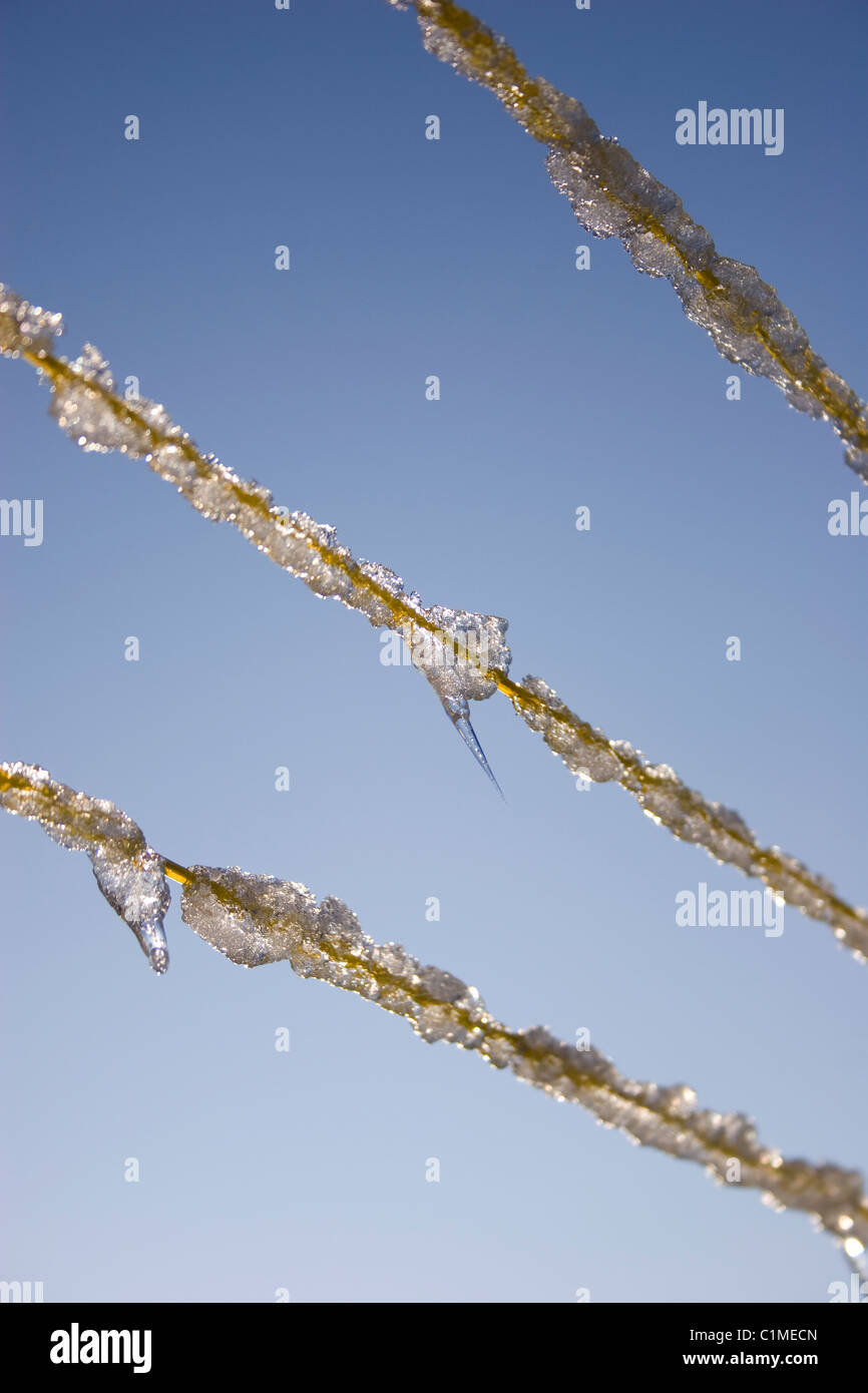 Ice frozen spike hi-res stock photography and images - Alamy