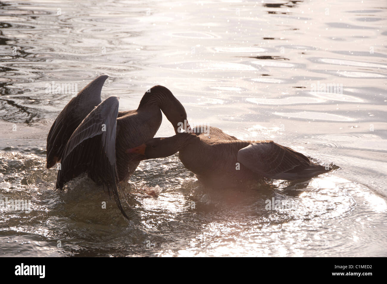 Geese fighting hi-res stock photography and images - Alamy