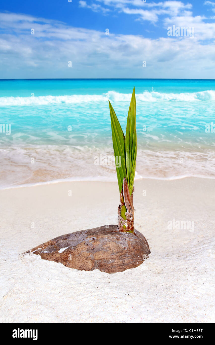 Coconut palm tree sprout growing in Carribean tropical beach shore sand ...