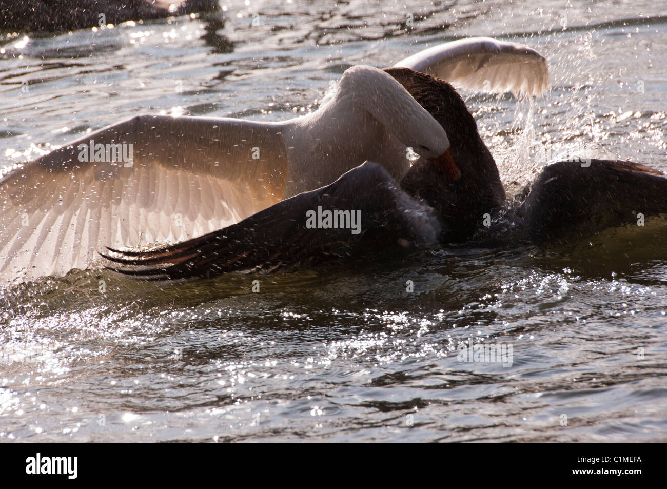 two geese fighting Stock Photo - Alamy