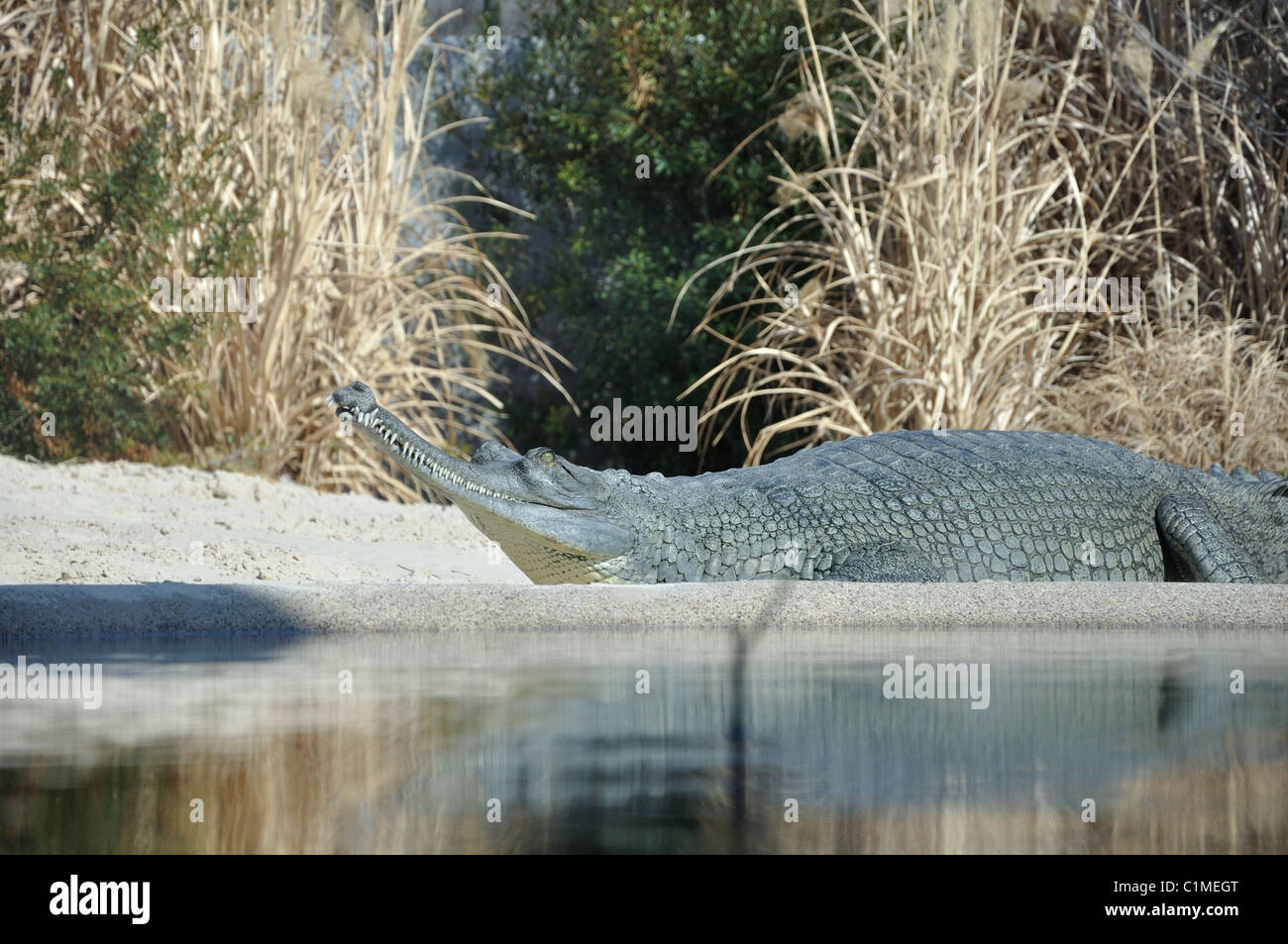 Indian gavial hi-res stock photography and images - Alamy