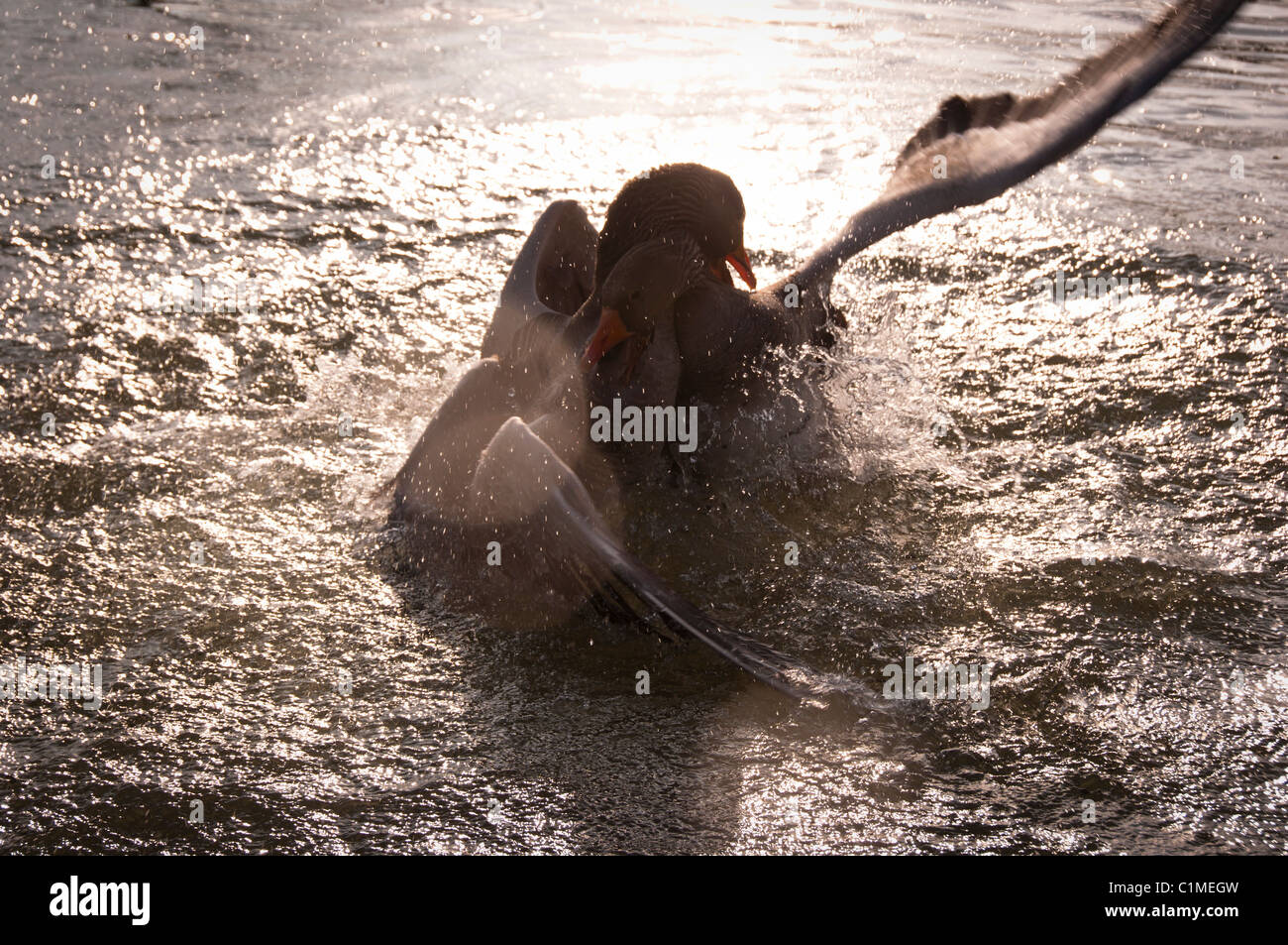 Geese fighting hi-res stock photography and images - Alamy