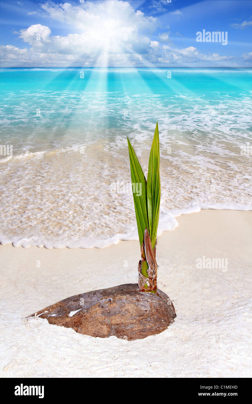 Coconut palm tree sprout growing in Caribbean tropical beach shore sand ...