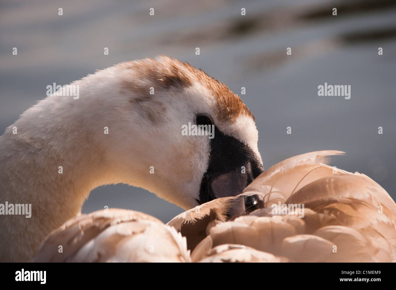 Swan signets hi-res stock photography and images - Alamy
