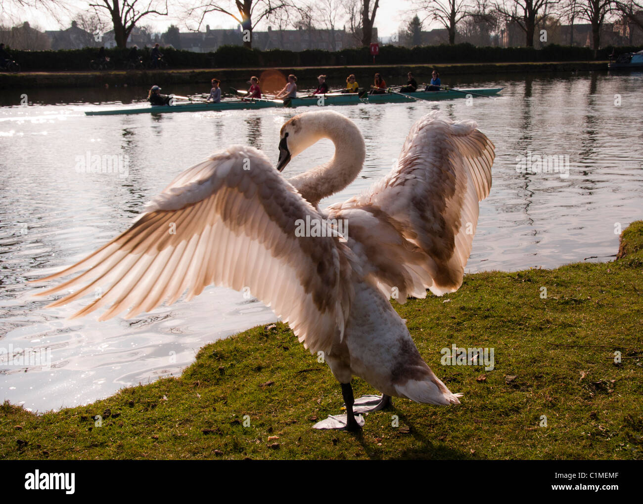 Swan signets hi-res stock photography and images - Alamy