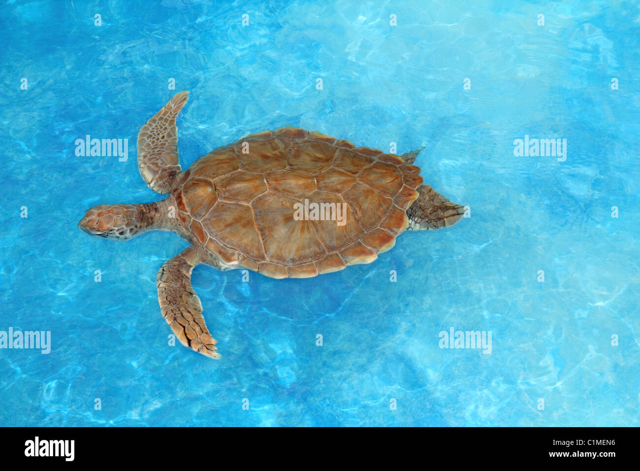 Green sea Turtle Chelonia mydas Caribbean sea Cheloniidae water surface ...
