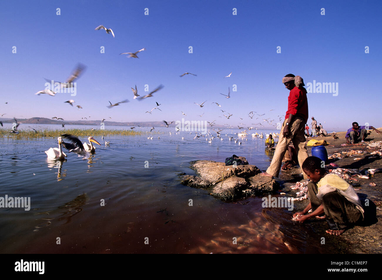Ethiopia, Rift valley, the fish market of the lake Awasa Stock Photo ...
