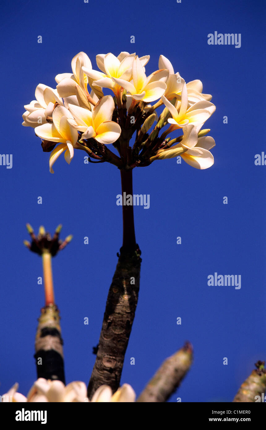 Ethiopia, Rift valley, frangipane flowers Stock Photo - Alamy