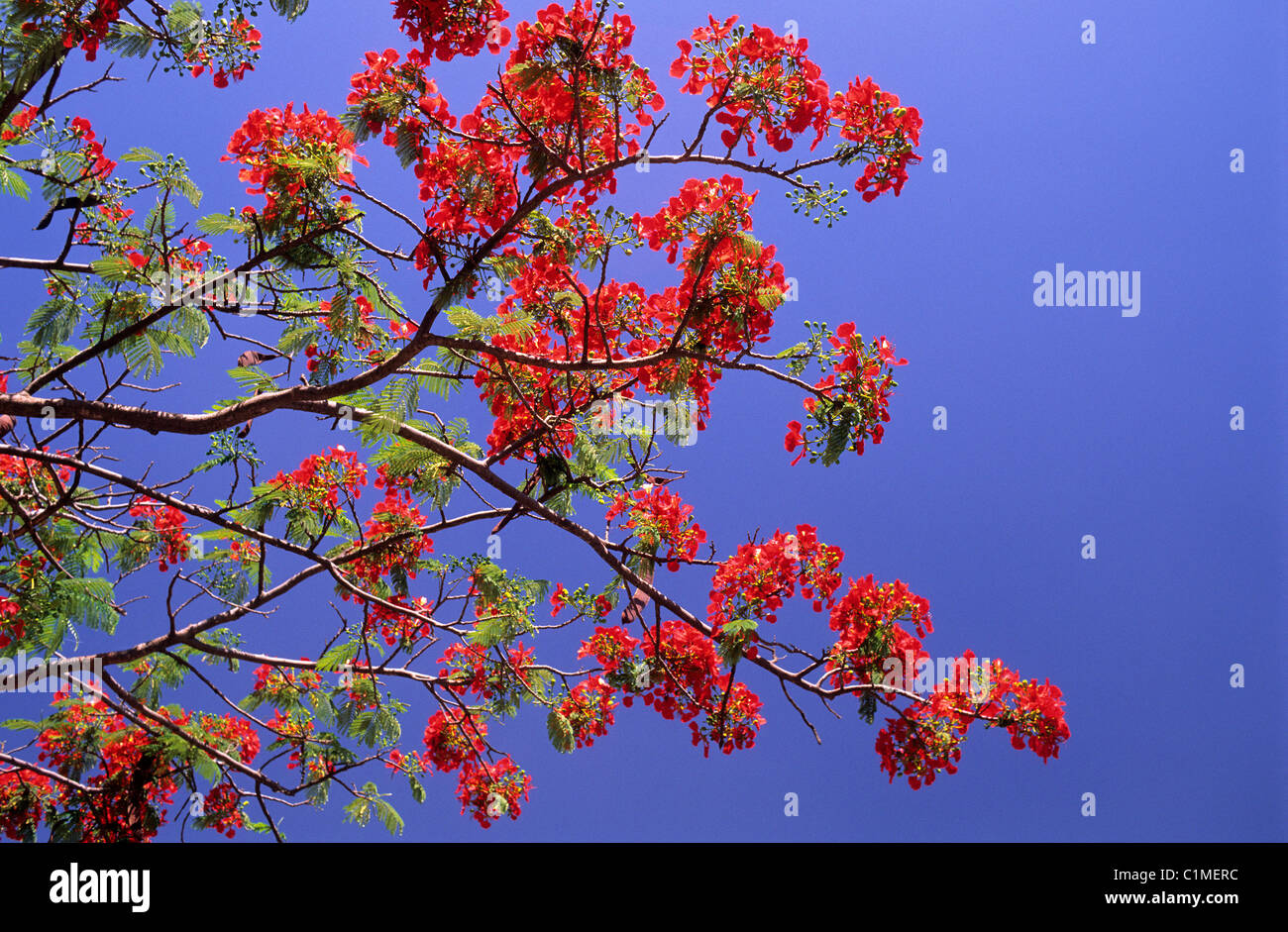Ethiopia, Rift valley, flame tree on the banks of the lake Langano ...