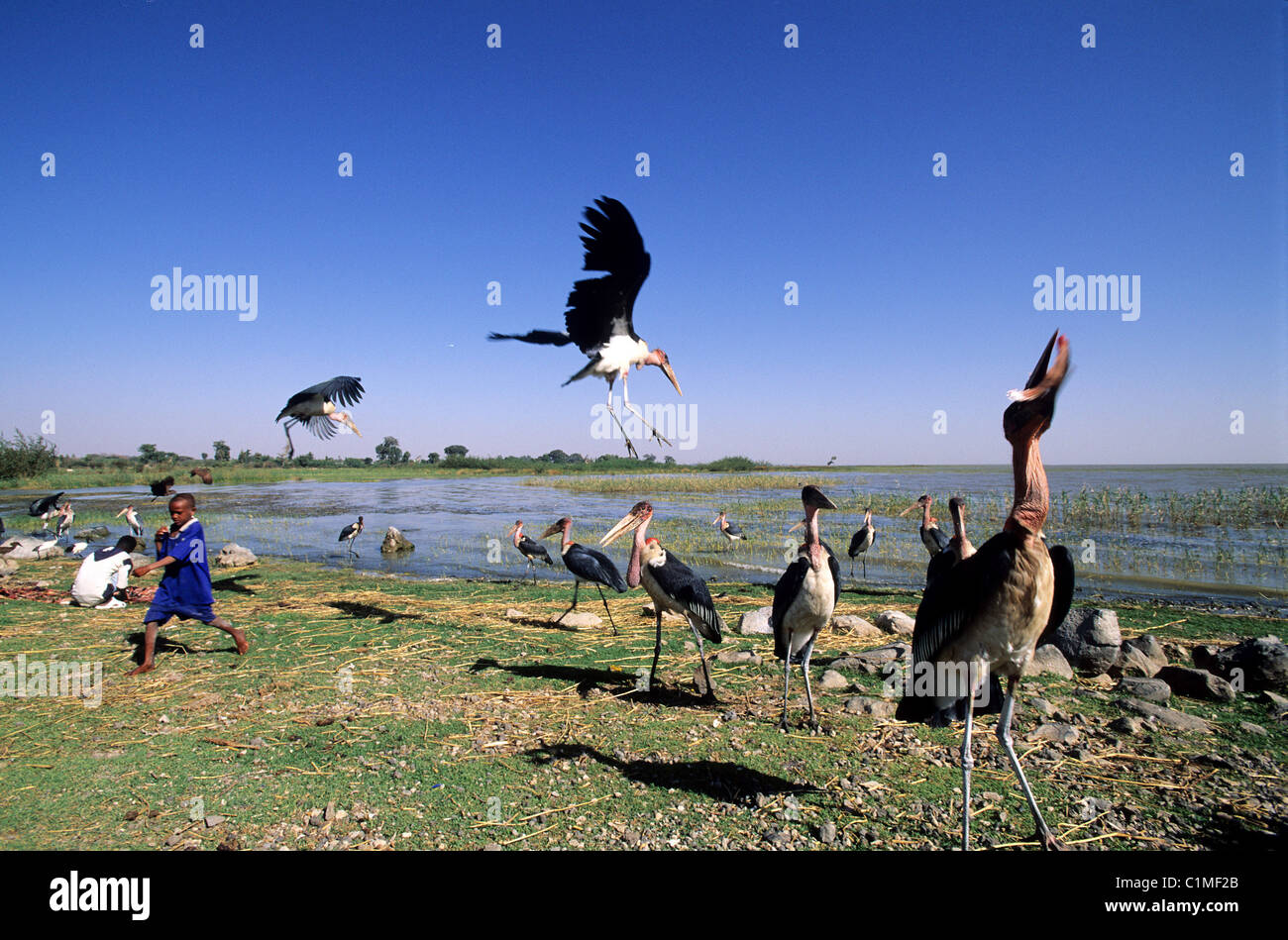 Ethiopia, the Rift valley, marabou storks on the banks of the lake ...