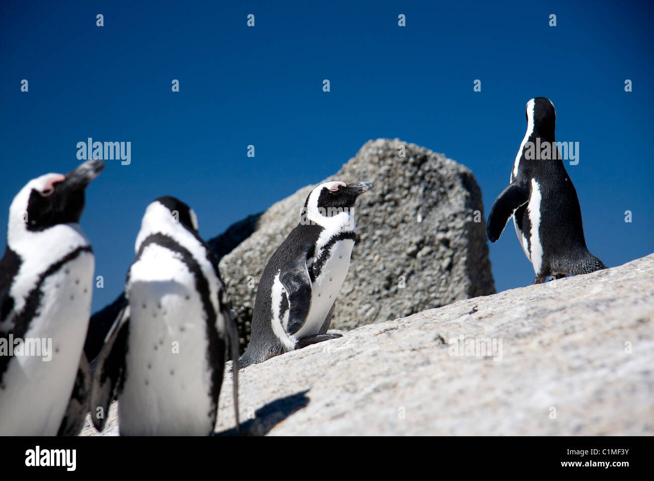 colony of African Penguins Stock Photo - Alamy