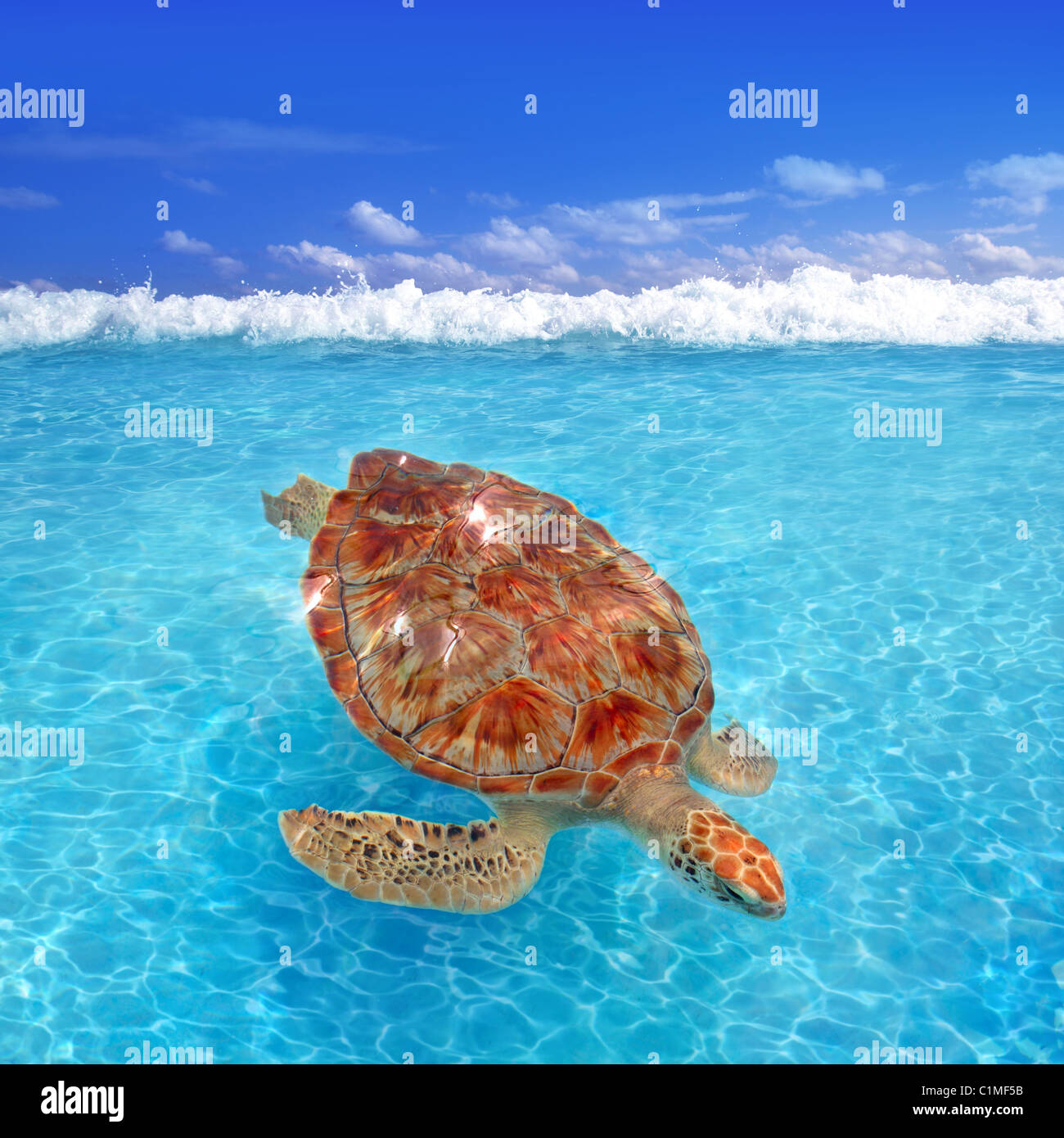 Green sea Turtle Chelonia mydas Caribbean sea Cheloniidae water surface ...