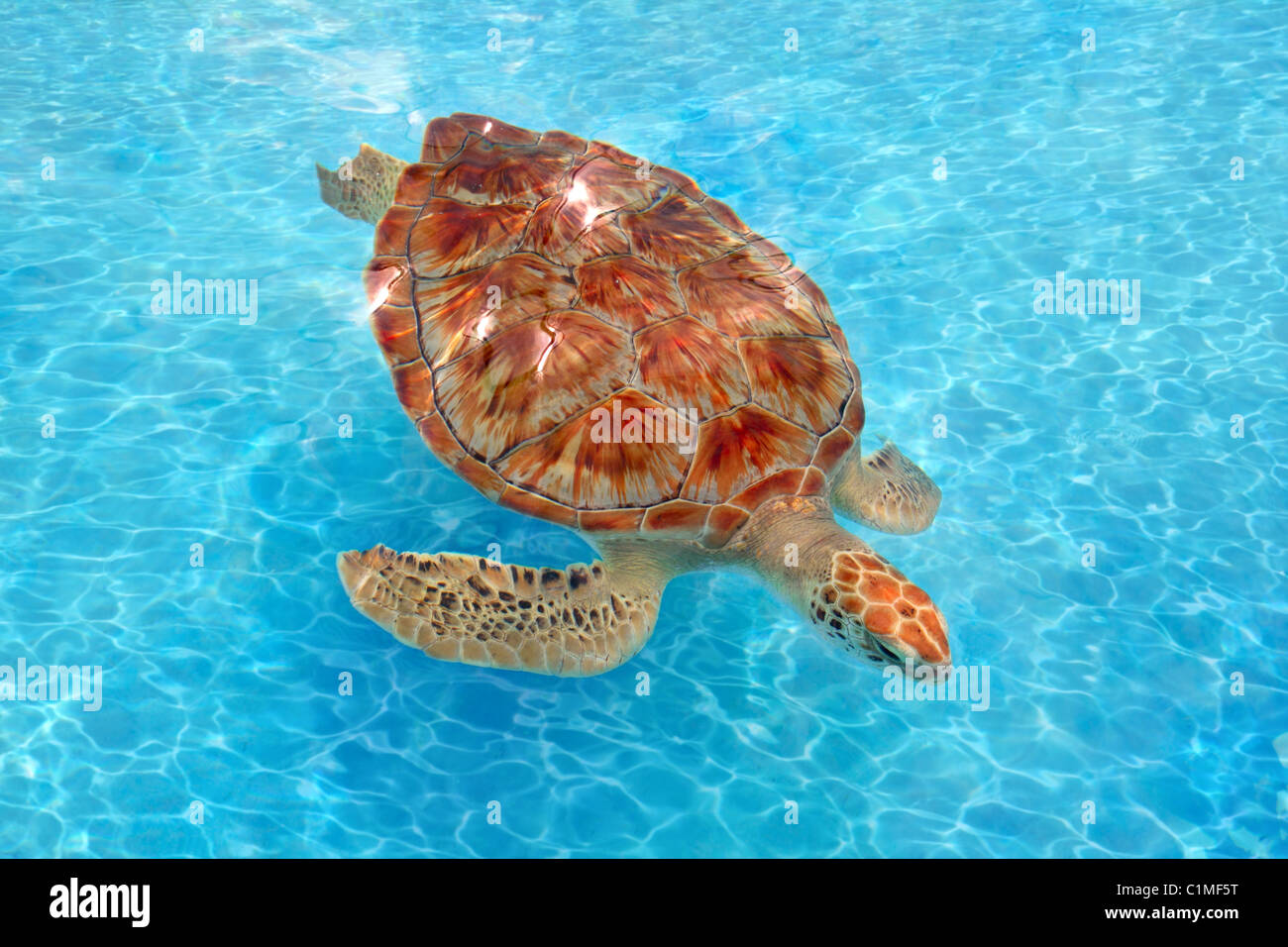 Green sea Turtle Chelonia mydas Caribbean sea Cheloniidae water surface ...