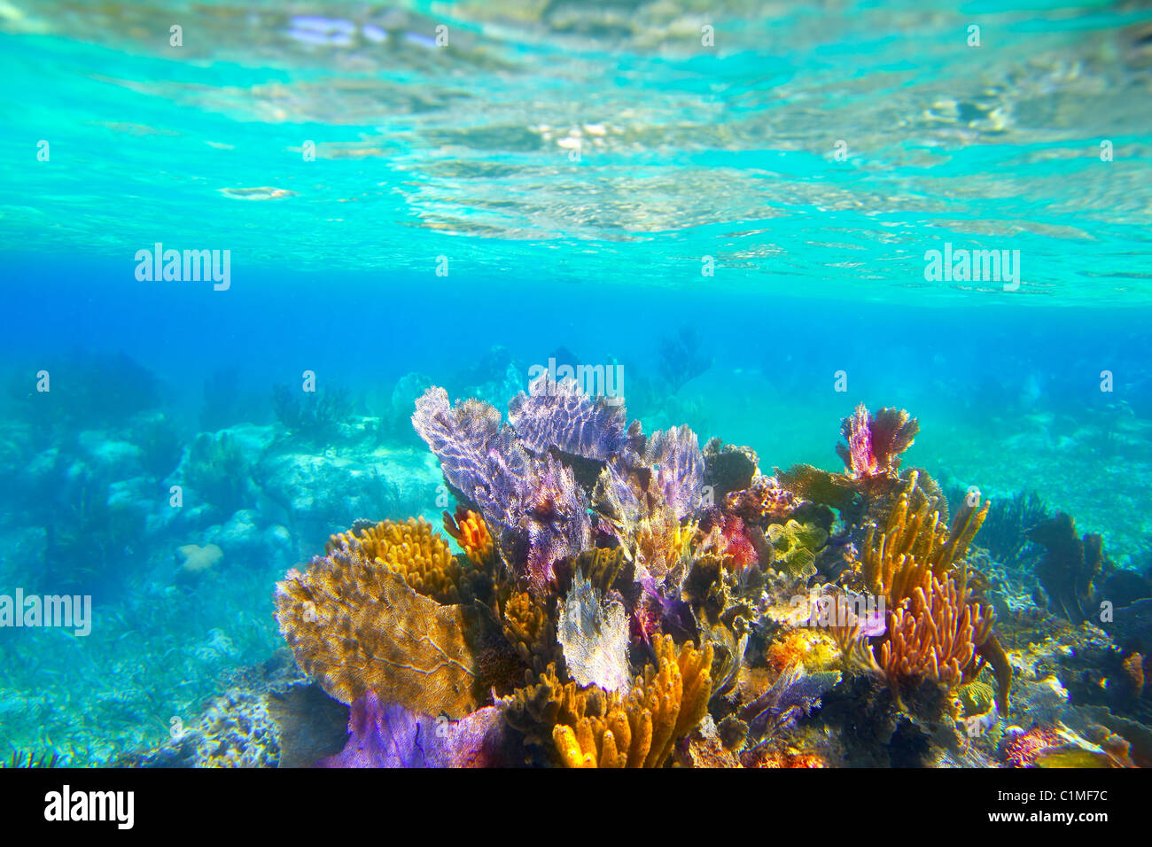 Mayan Riviera reef snorkel underwater coral colorful paradise Stock ...