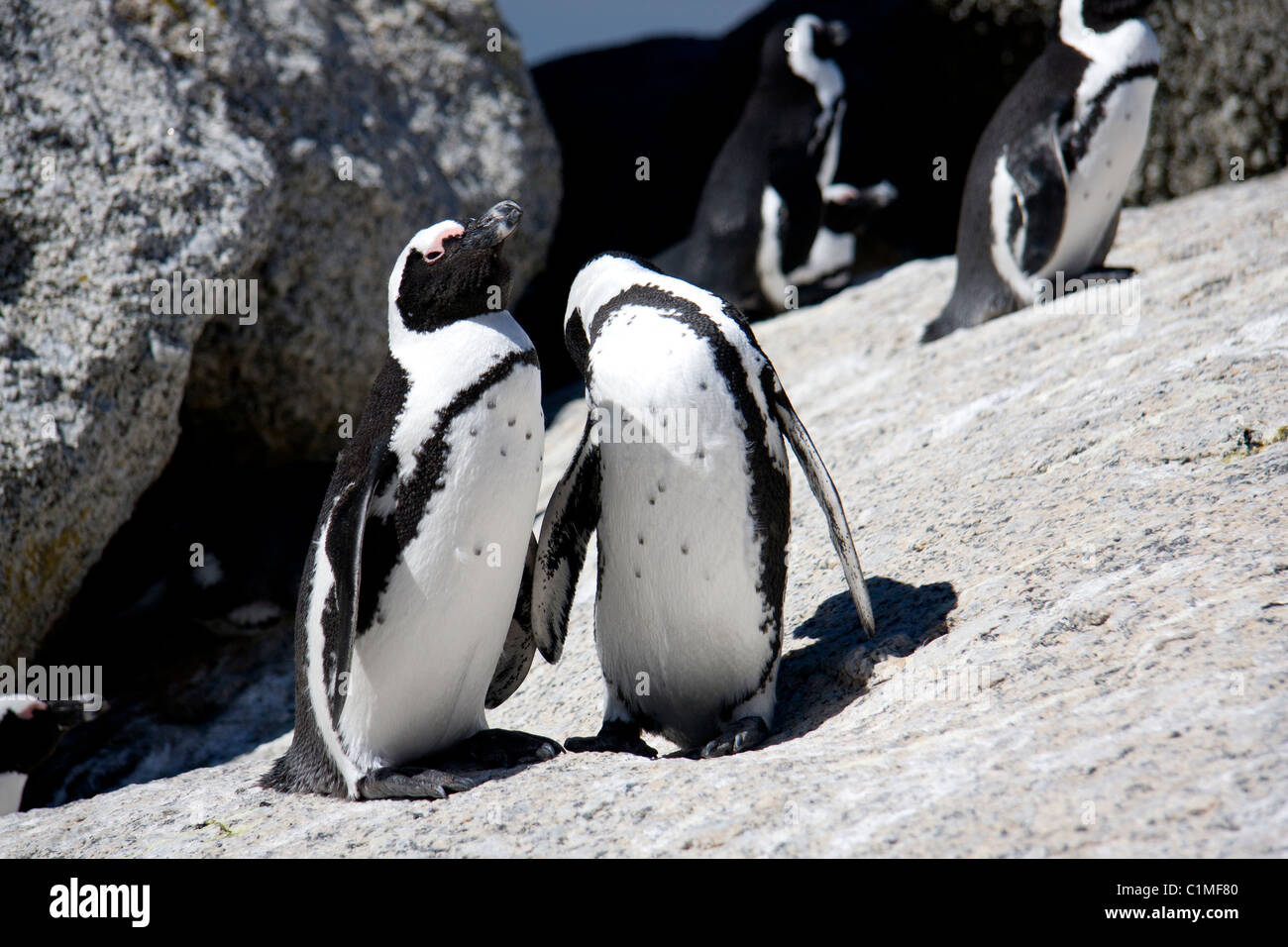 colony of African Penguins Stock Photo - Alamy