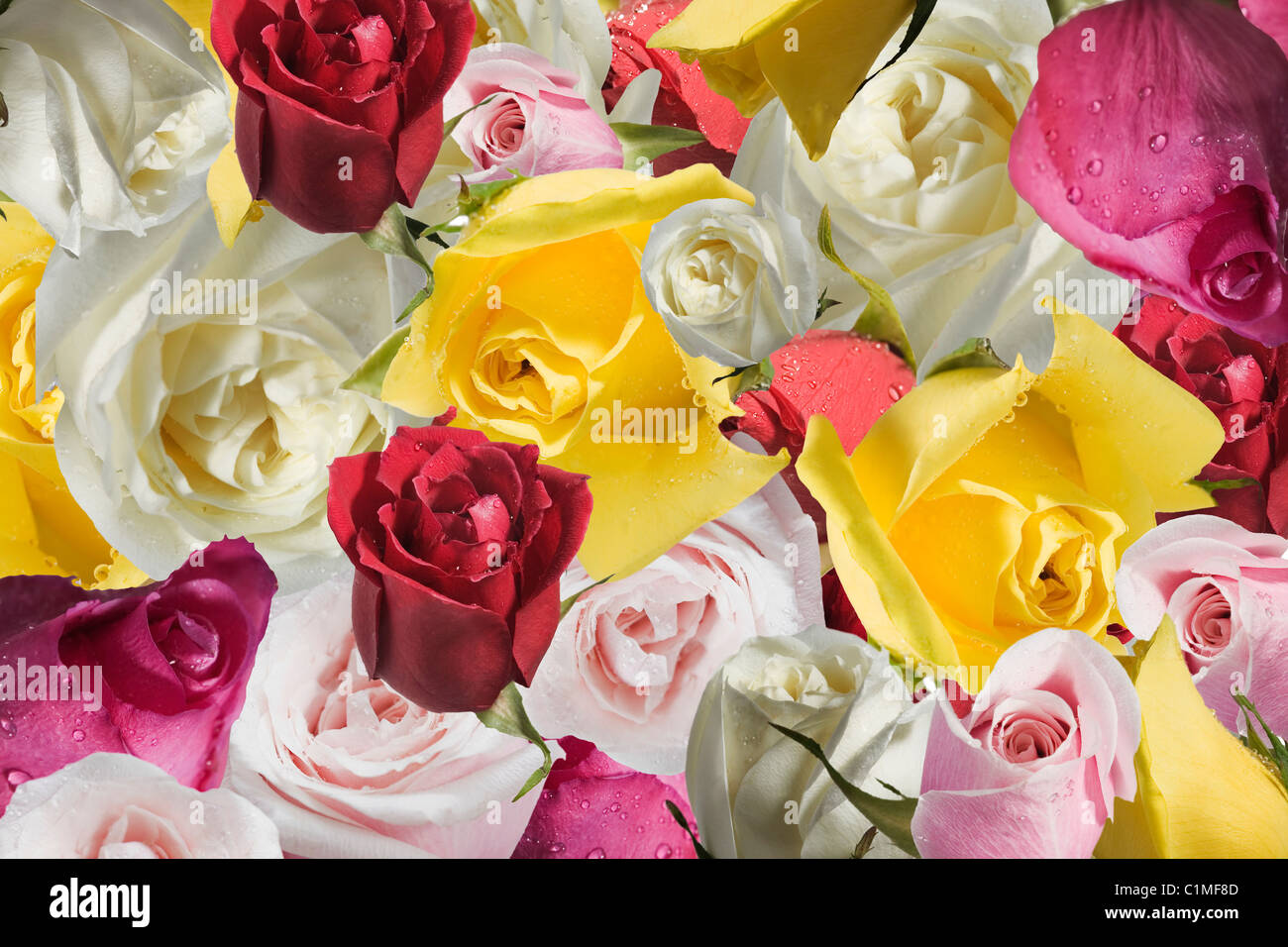 70's style collage of roses Stock Photo - Alamy