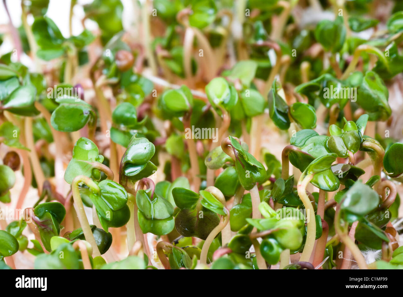 Close-up of a spicy daikon radish sprout Stock Photo - Alamy