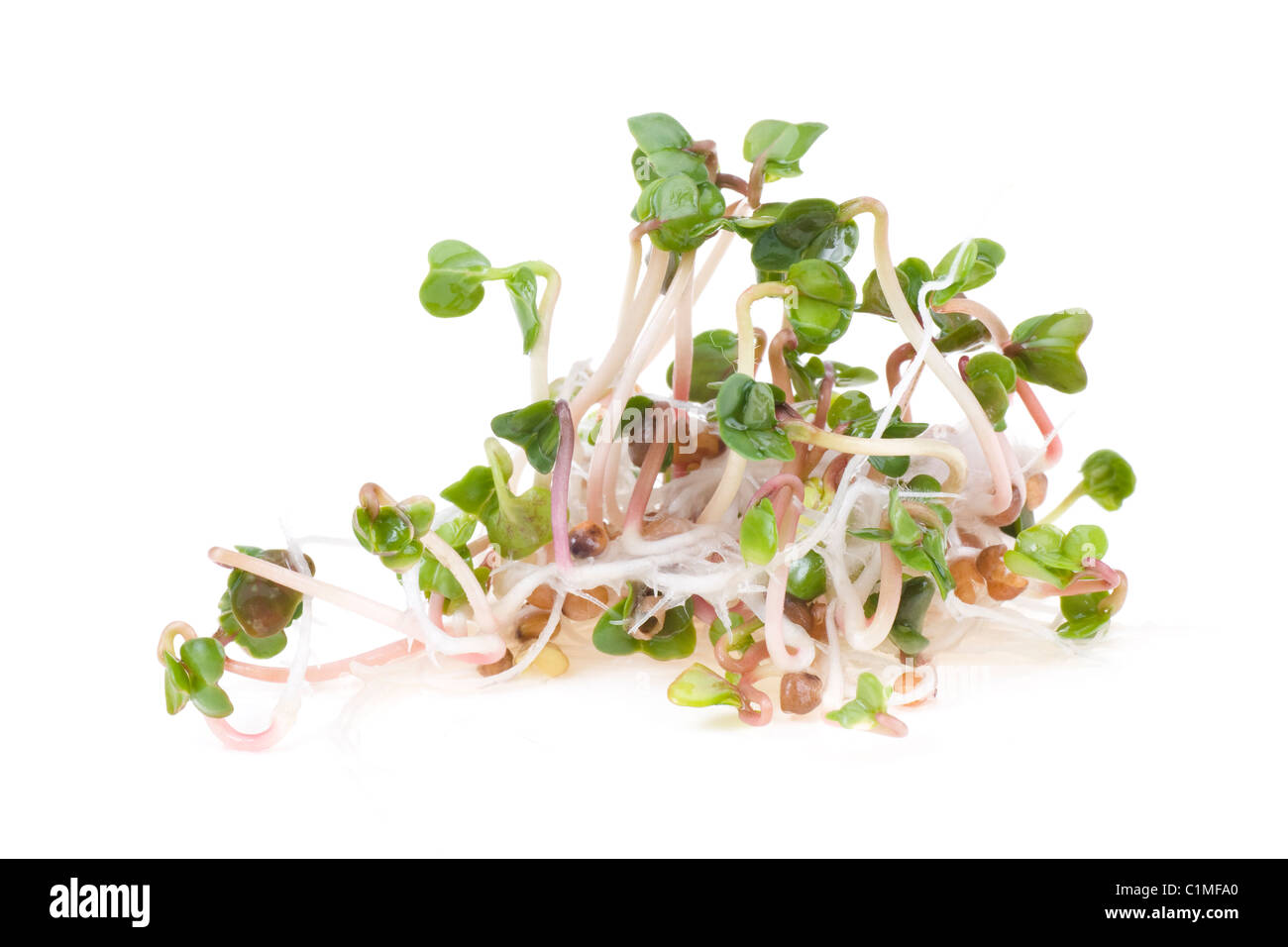 Close-up of a spicy daikon radish sprout Stock Photo - Alamy