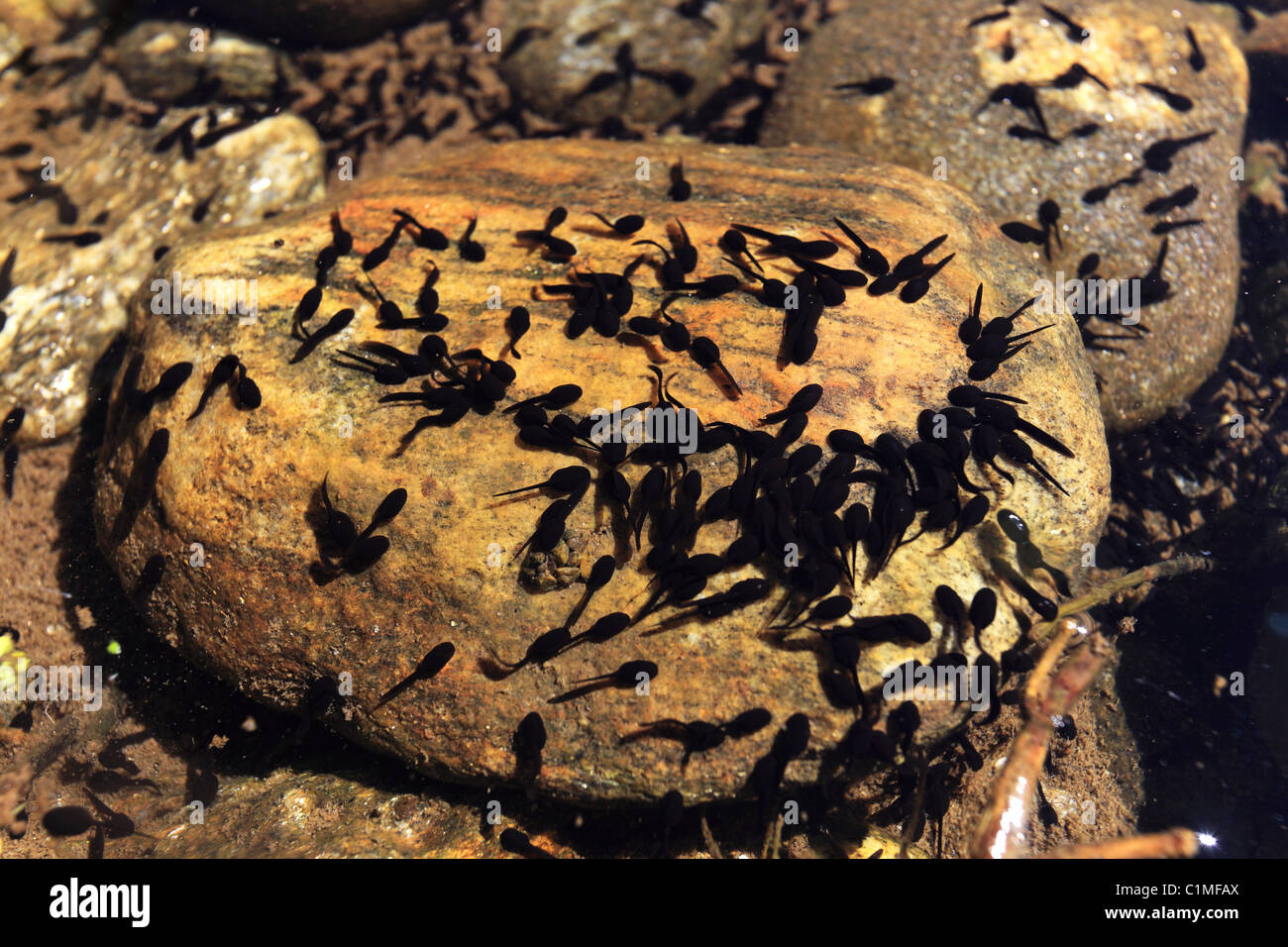 Tadpoles in a water stream in the Nepali hills Nepal Himalaya Stock ...