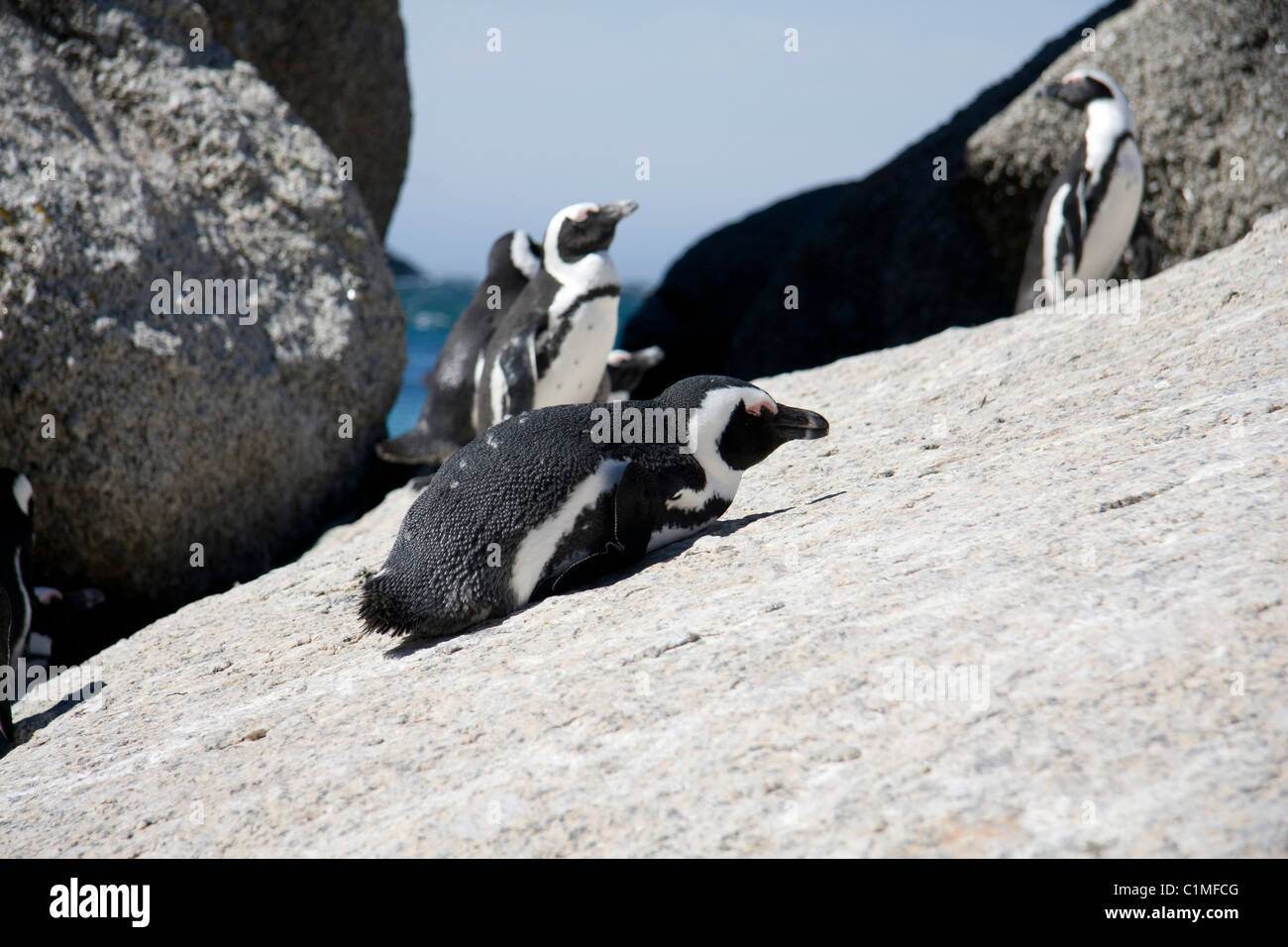 colony of African Penguins Stock Photo - Alamy