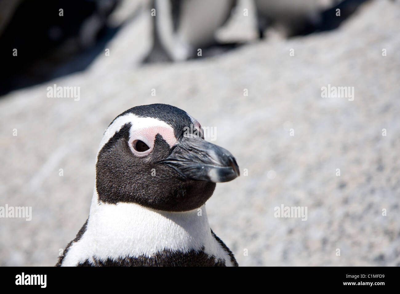 African penguin endangered species hi-res stock photography and images ...