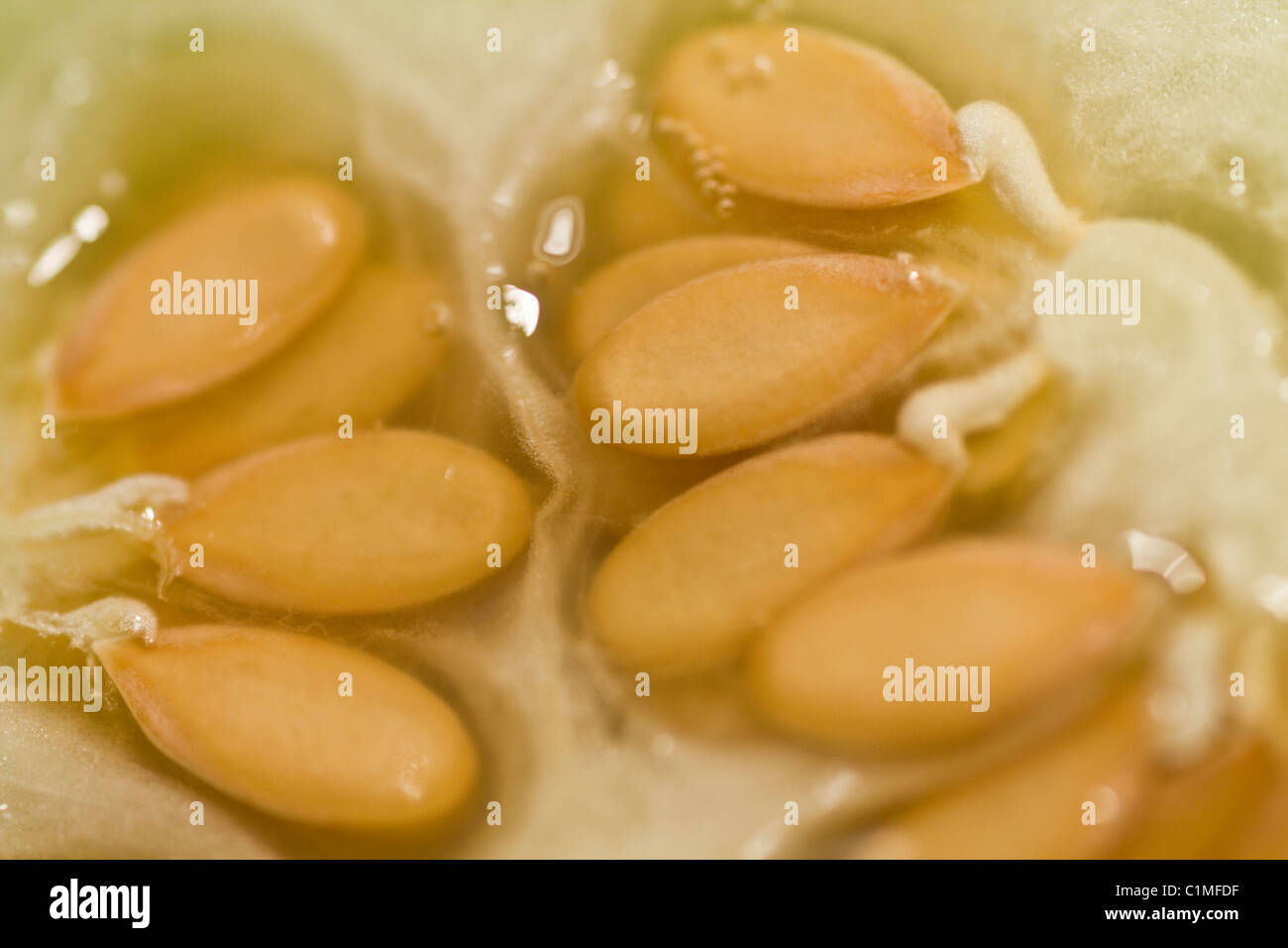 Macro view of a fresh, sliced melon's seeds Stock Photo - Alamy