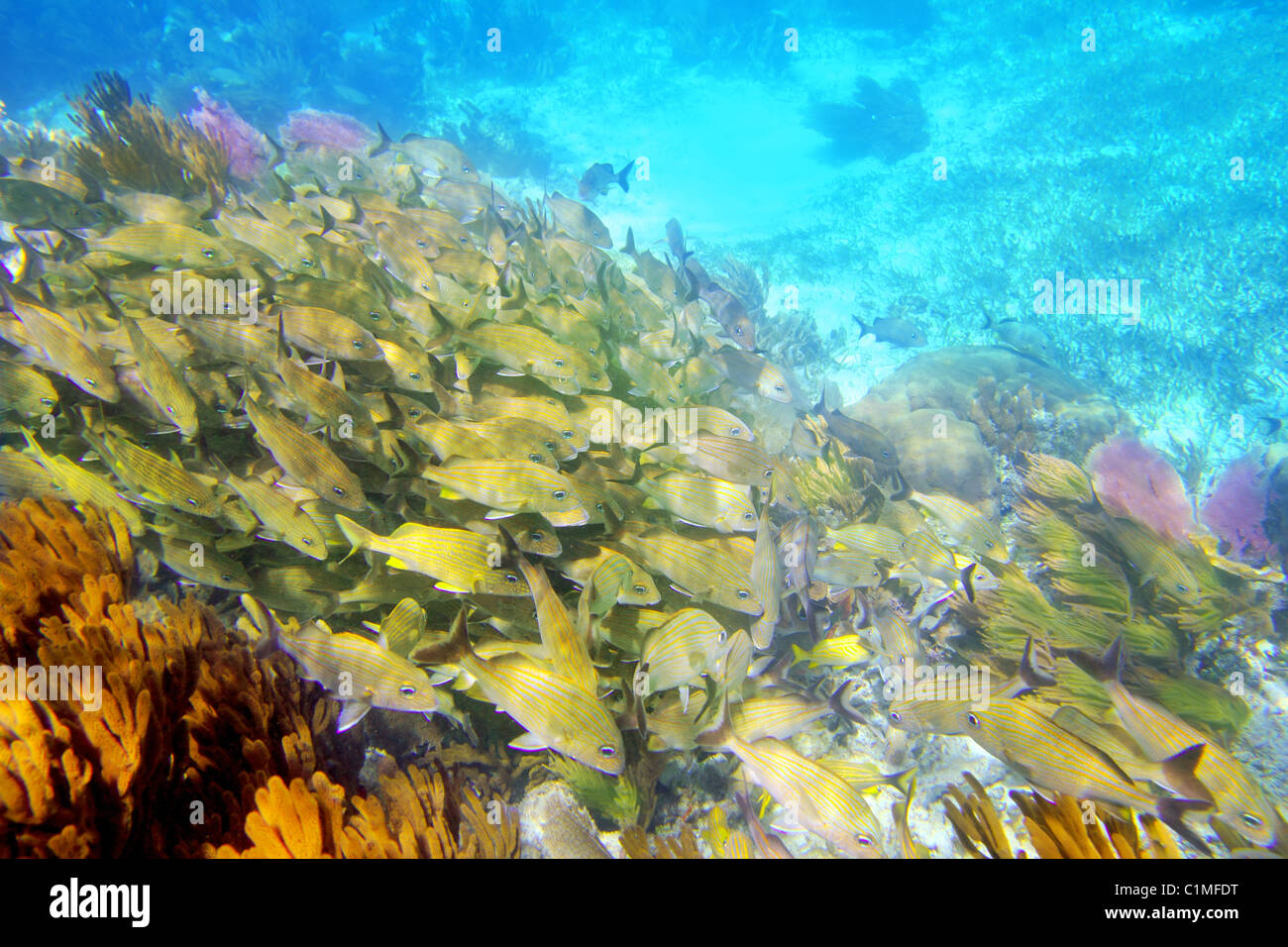 Caribbean sea reef yellow Grunt fish school Mayan Riviera mexico ...