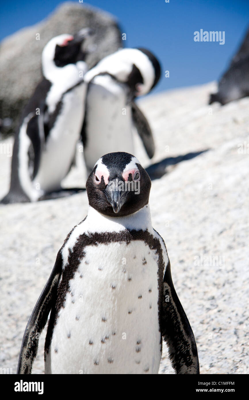 African penguin endangered species hi-res stock photography and images ...