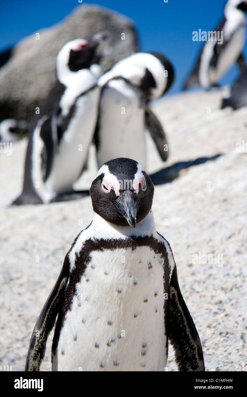 African penguin endangered species hi-res stock photography and images ...